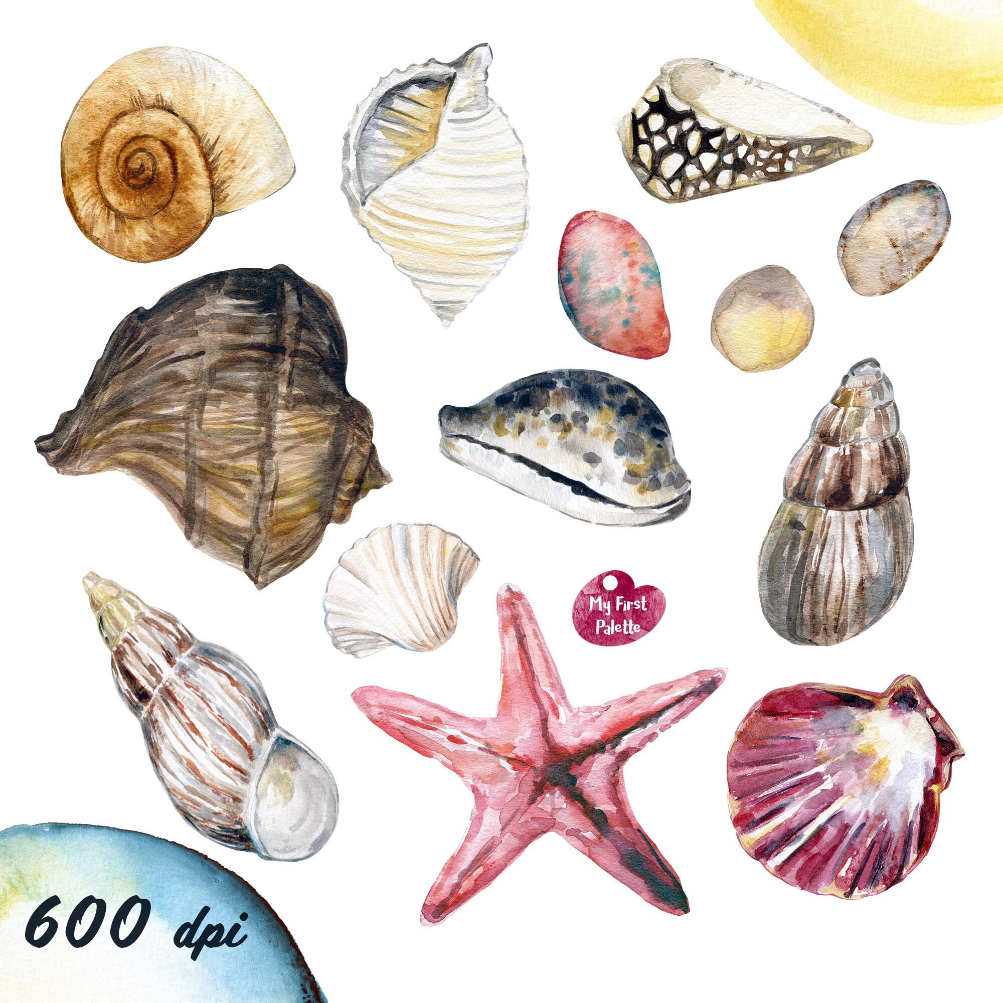 Seashells Watercolor Clipart: Nautical Beach Art (600 Dpi) - Etsy
