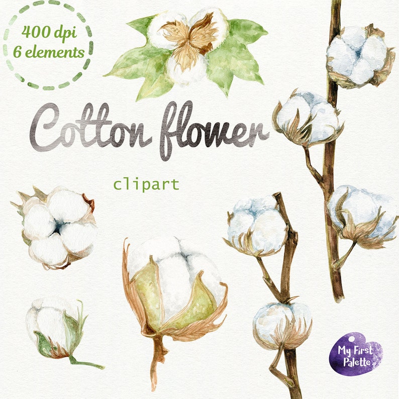 Watercolor Cotton Flowers Clipart 400 Dpi PNG Floral and - Etsy