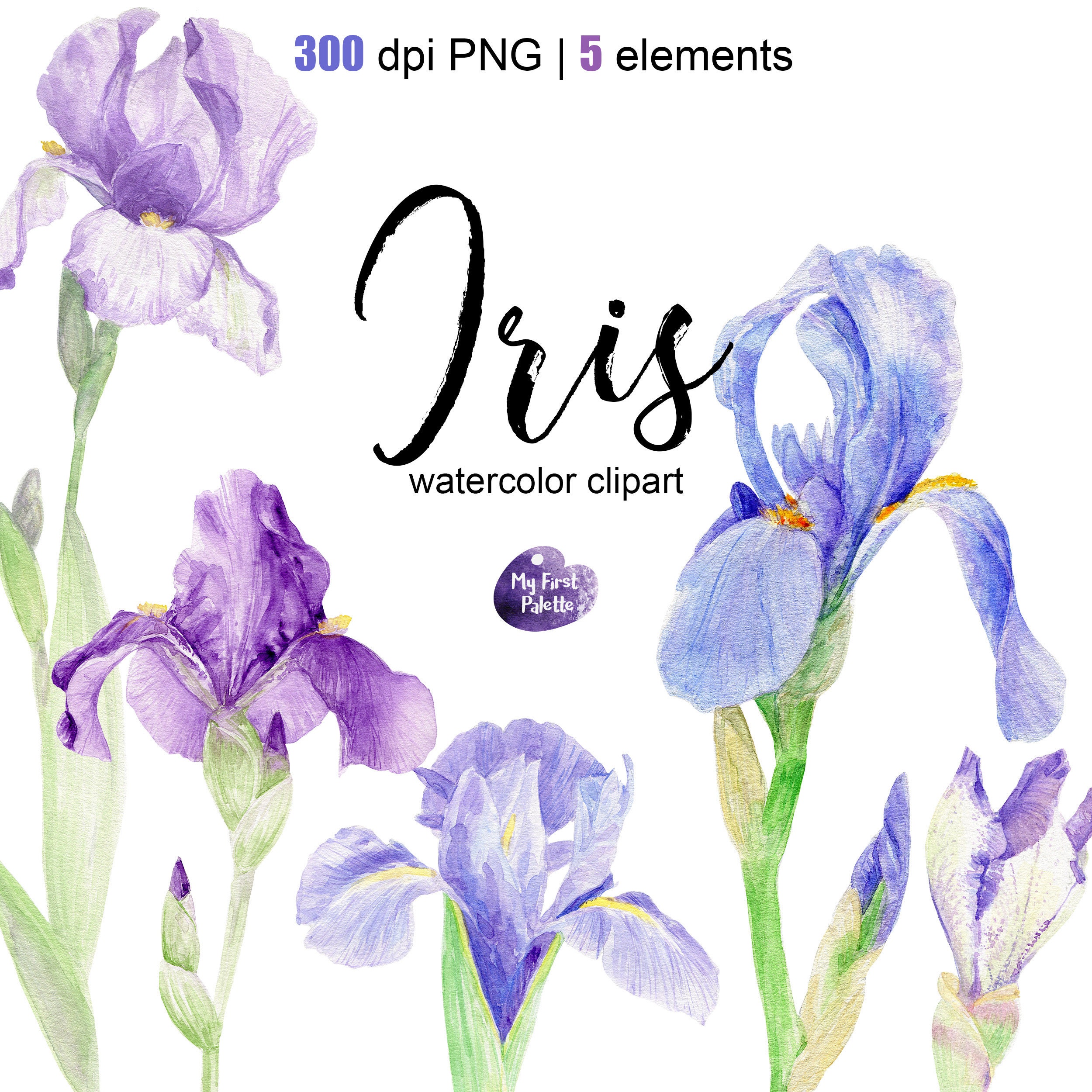 Watercolor Iris Clipart: Floral Spring Flower Images (digital Image) - Etsy