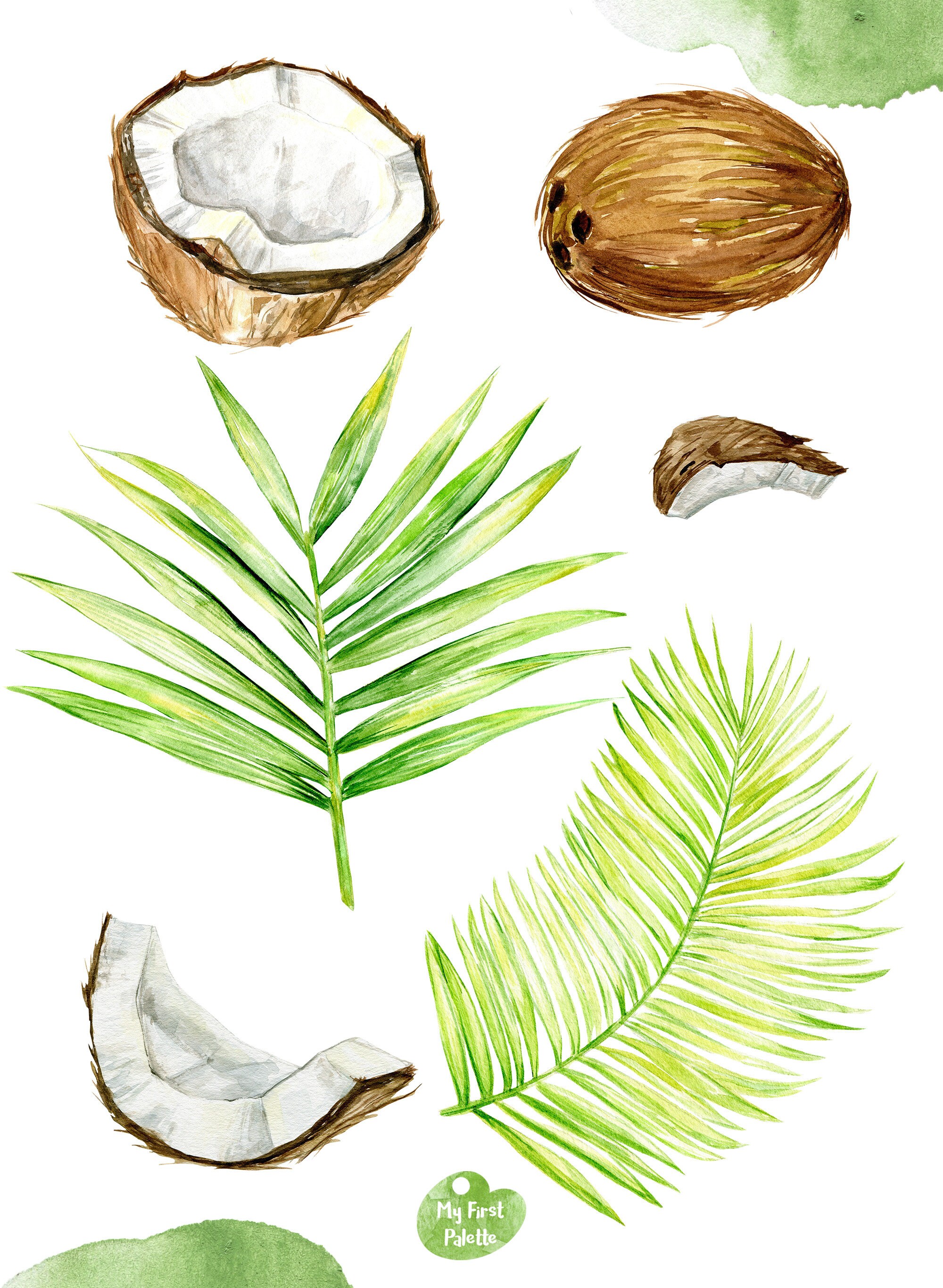 Coconut and Coconut Palm Leaves, Exotic Summer Tropical Greenery ...