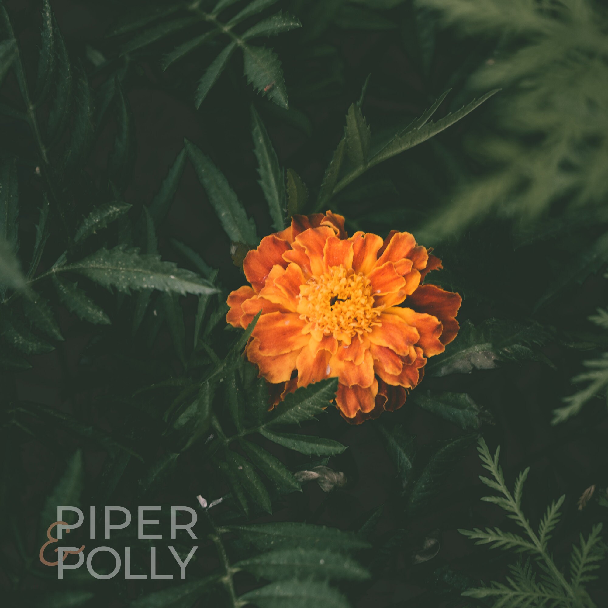 Gallery Wall Set | Orange Collage | Natural Photography Gallery Set ...