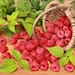 Raspberry Essential Oil / Cold Pressed - Etsy