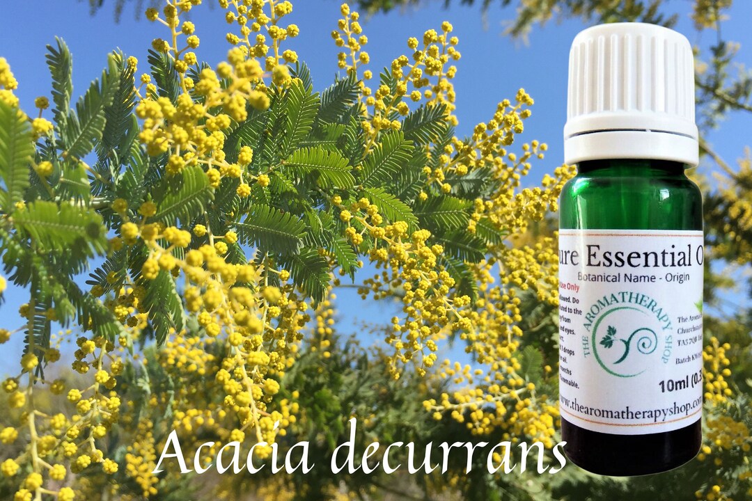 Mimosa Absolute Oil / Pourable in Natural TEC - Etsy