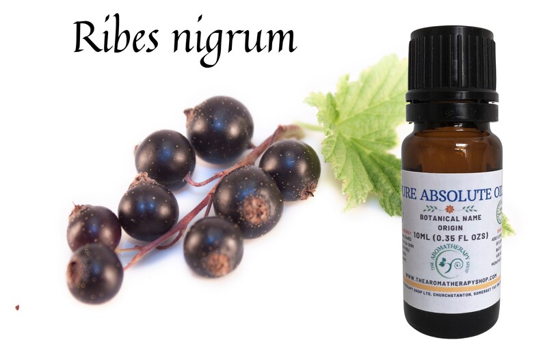 Blackcurrant Bud Absolute / Origin France - Etsy