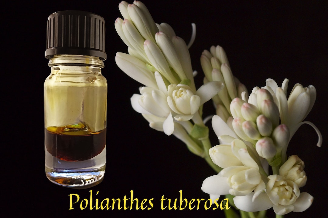 Tuberose Perfumery Absolute / Earthy With Hints of Vanilla and Caramel ...
