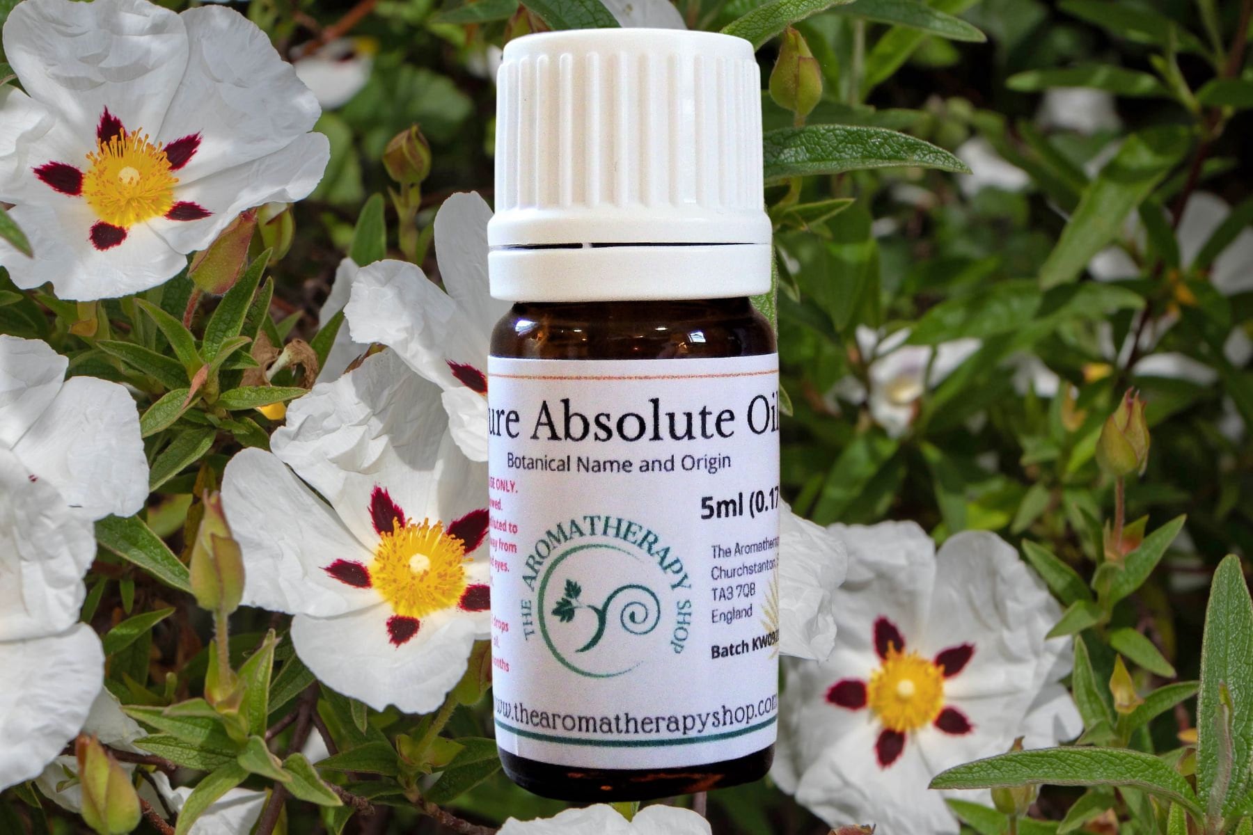Labdanum Absolute Oil - Etsy