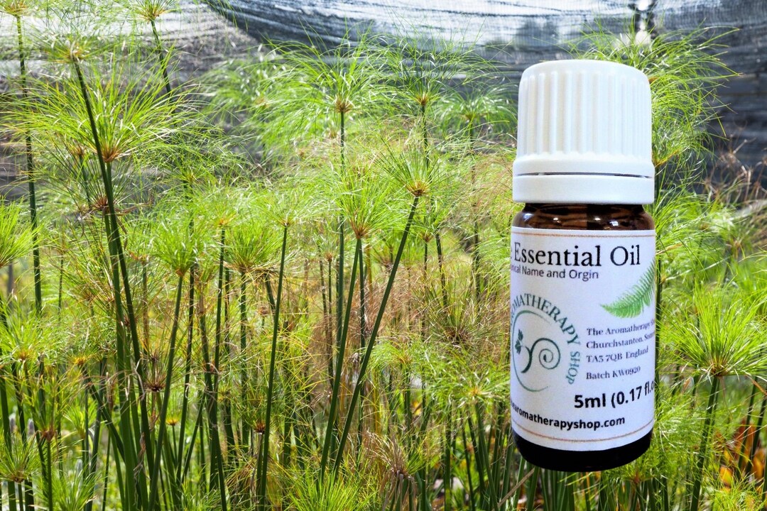 Papyrus Essential Oil / Origin India - Etsy
