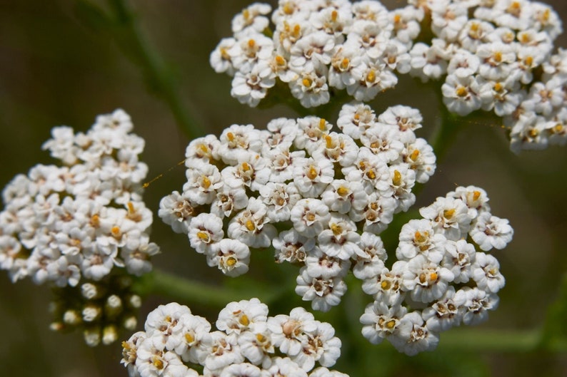 Yarrow Floral Water | Etsy