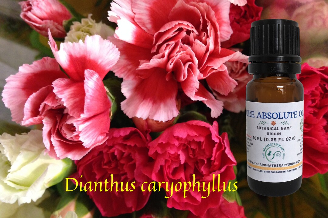 Carnation Absolute Oil / Origin France - Etsy