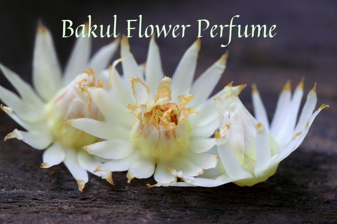 Bakul Flower Attar Natural Perfume - Etsy New Zealand