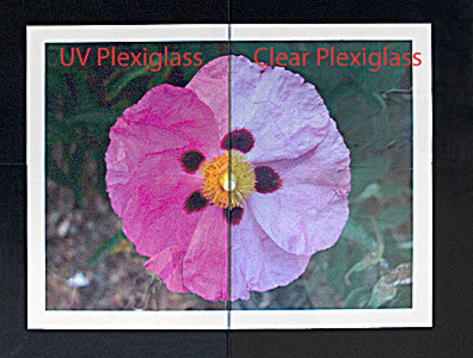 Uv-filtering Plexiglas for Picture Frames - Etsy