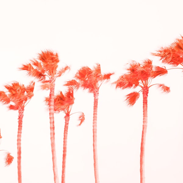 Palm Tree Print Etsy Uk
