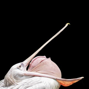 Pelican Gular Flutter Digital Photograph by Kate Hubbard - Etsy