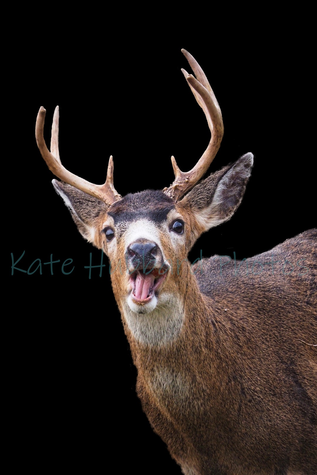 Talking Buck Digital Photograph by Kate Hubbard - Etsy