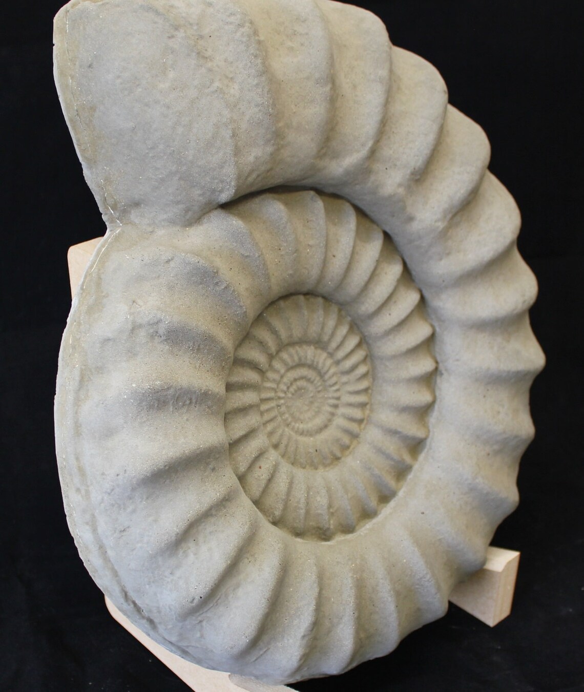 Large Cast Display Ammonite With Stand Concrete Cast, for Indoor or ...