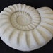 Large Cast Display Ammonite With Stand Concrete Cast, for Indoor or ...
