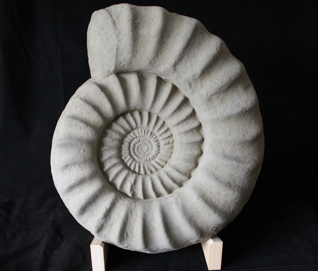 Large Cast Display Ammonite With Stand Concrete Cast, for Indoor or ...