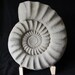 Large Cast Display Ammonite With Stand Concrete Cast, for Indoor or ...