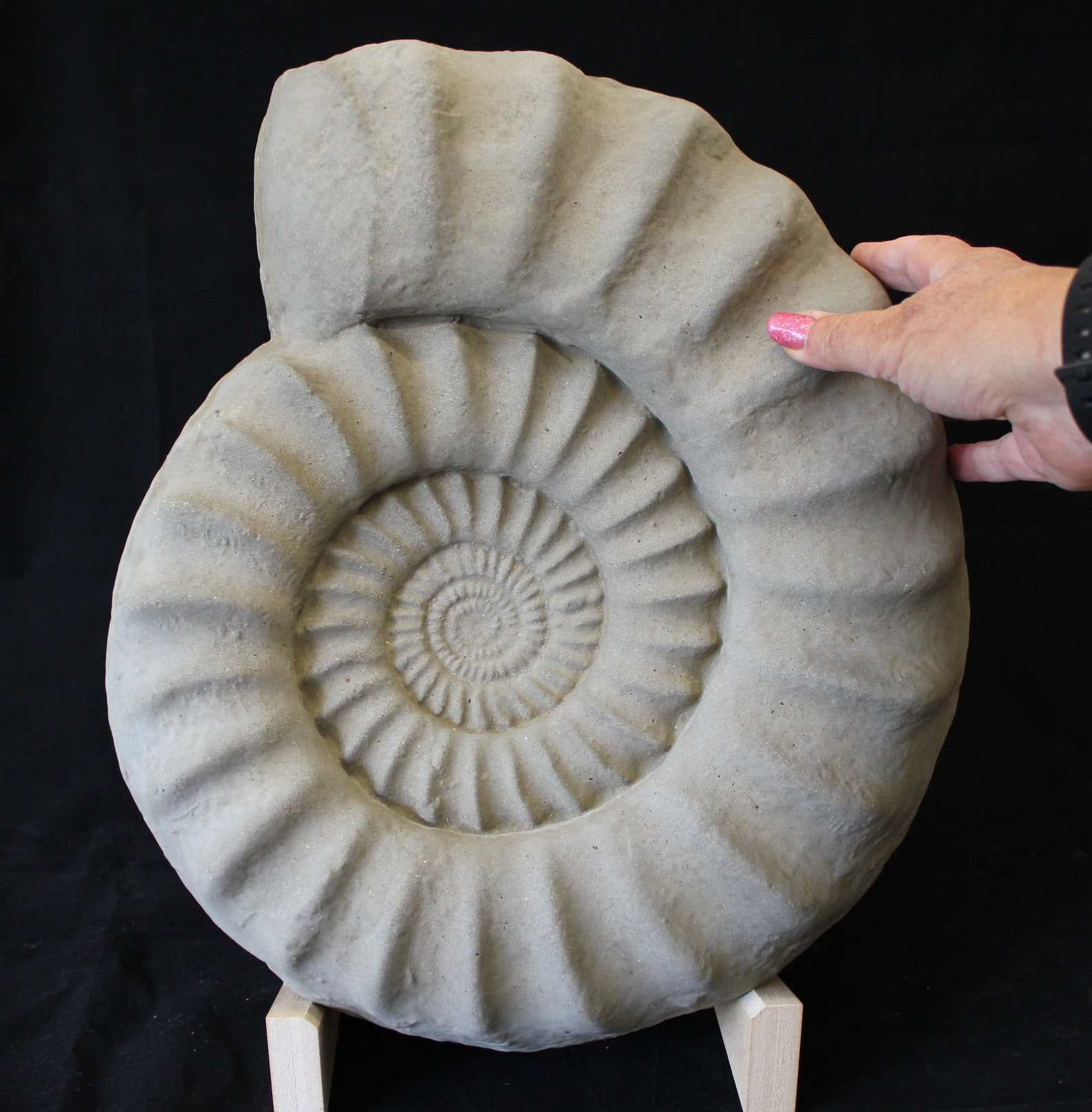 Large Cast Display Ammonite With Stand Concrete Cast, for Indoor or ...