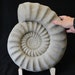 Large Cast Display Ammonite With Stand Concrete Cast, for Indoor or ...
