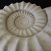 Large Cast Display Ammonite With Stand Concrete Cast, for Indoor or ...