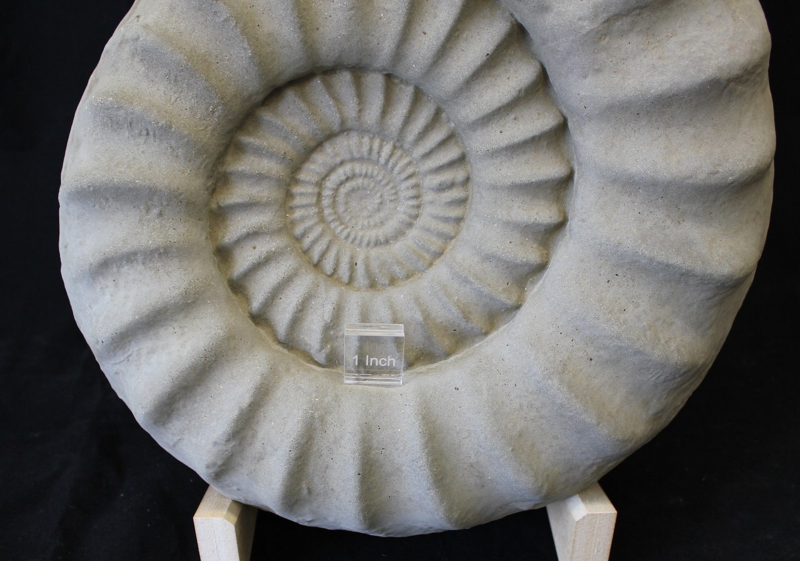 Large Cast Display Ammonite With Stand Concrete Cast, for Indoor or Outdoor Use - Etsy