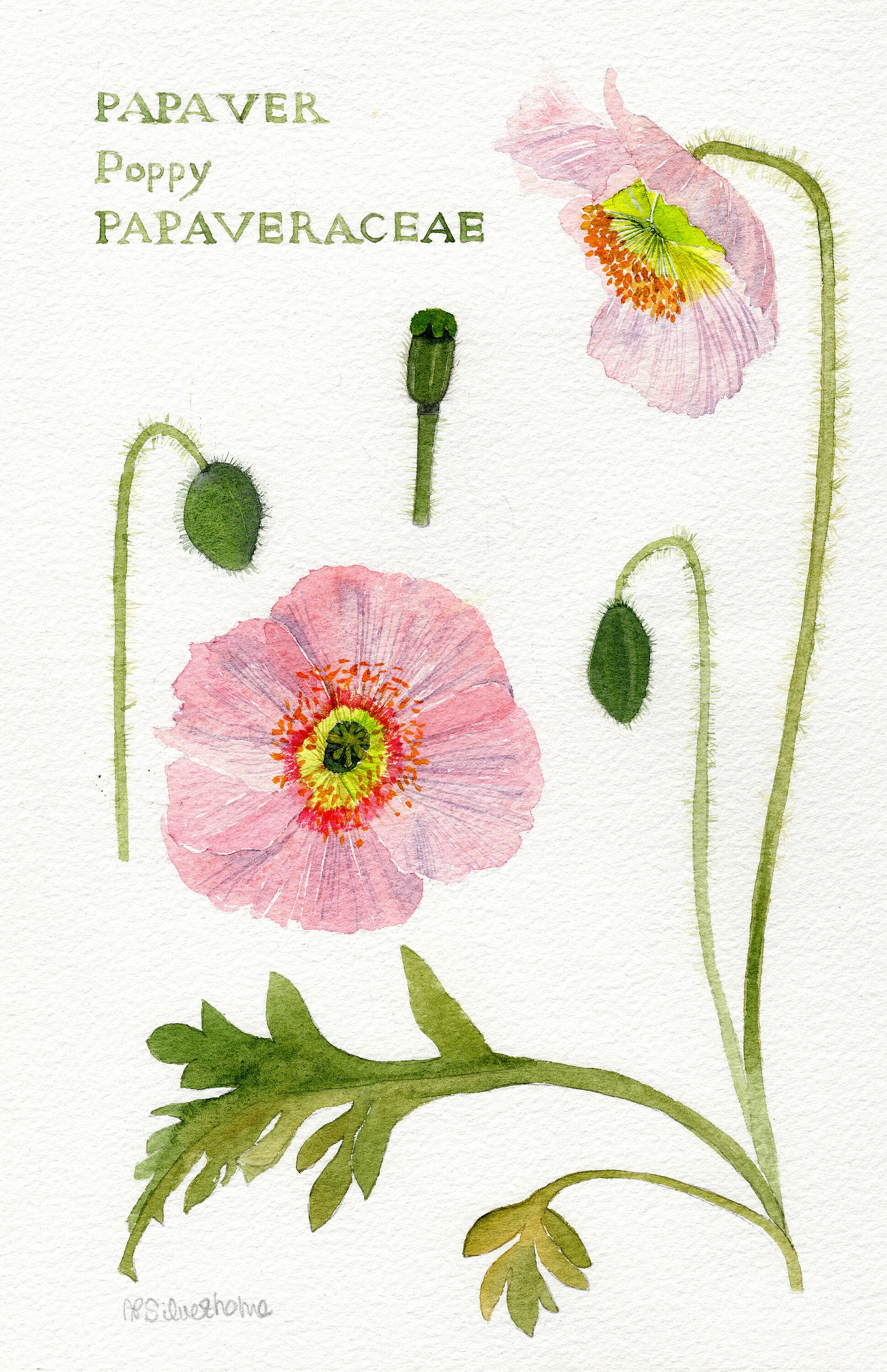 Pink Poppy Original Watercolour - Etsy