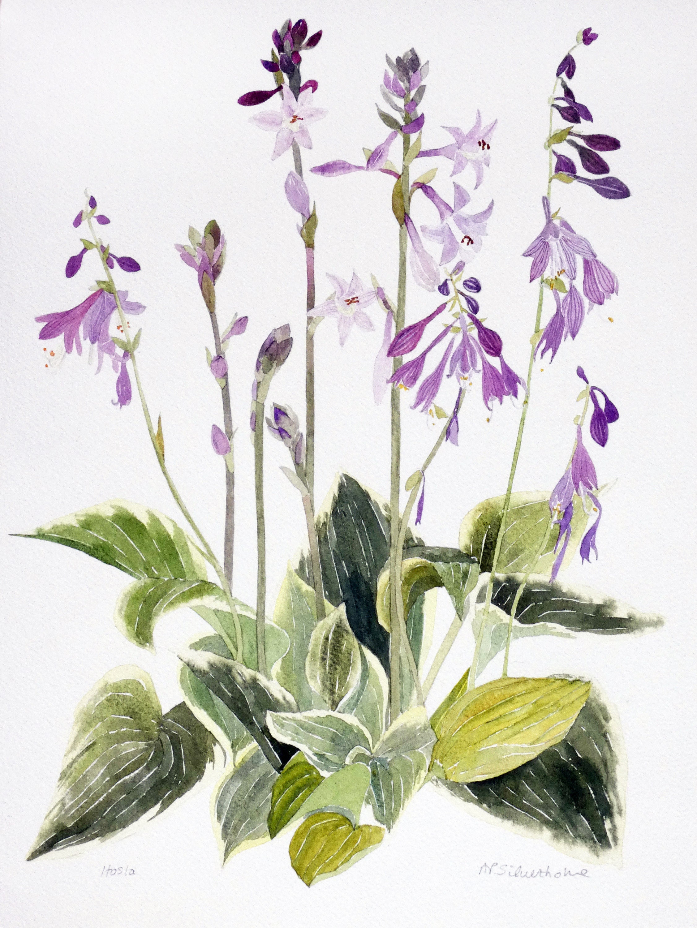 Original Watercolour Hosta Flowers - Etsy