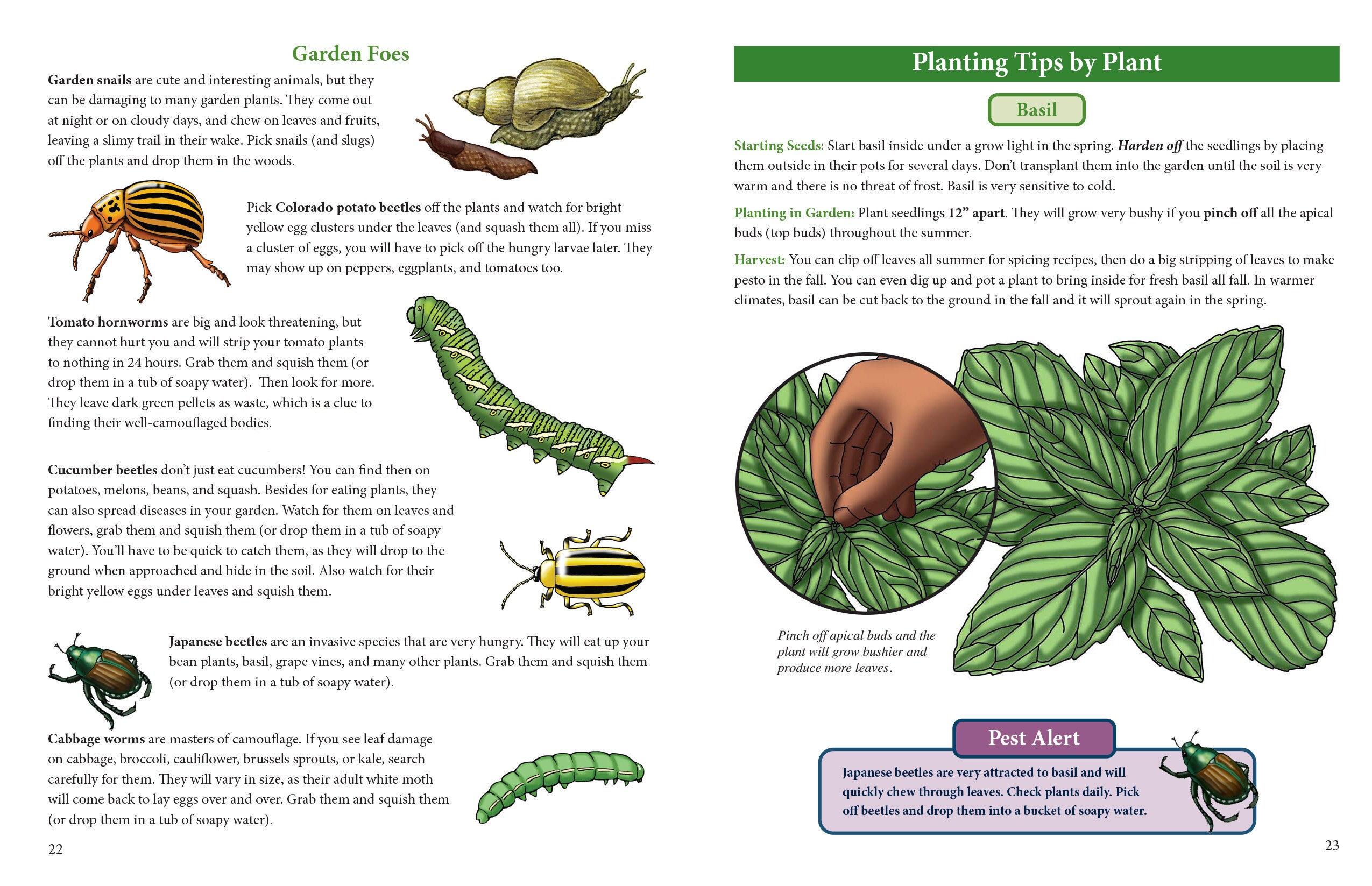 Gardening With Kids Grow Vegetables. Learn About Science. - Etsy