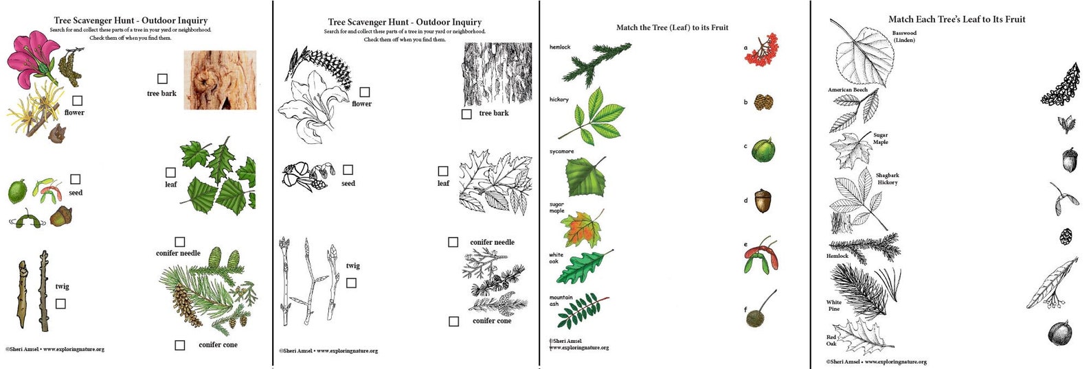 Trees - Diagrams, Activities, Field Guides - Downloadable - Etsy