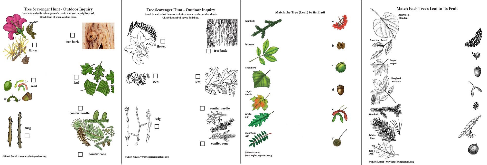 Trees - Diagrams, Activities, Field Guides - Downloadable - Etsy
