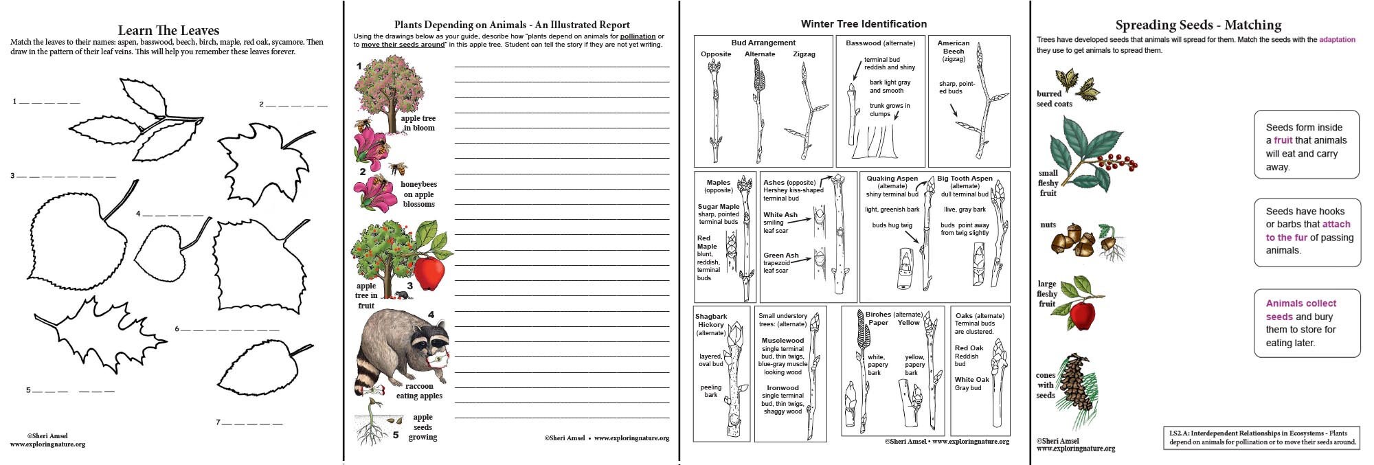 Trees - Diagrams, Activities, Field Guides - Downloadable - Etsy