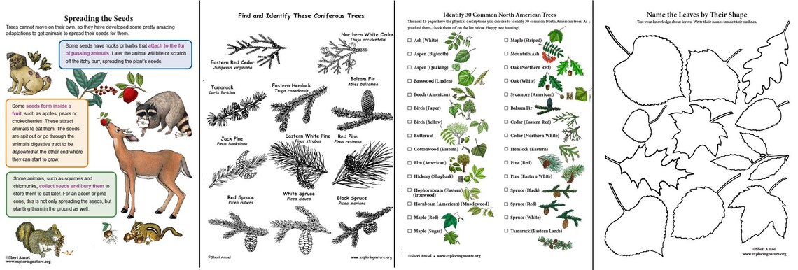 Trees - Diagrams, Activities, Field Guides - Downloadable - Etsy