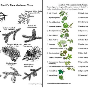 Trees - Diagrams, Activities, Field Guides - Downloadable - Etsy