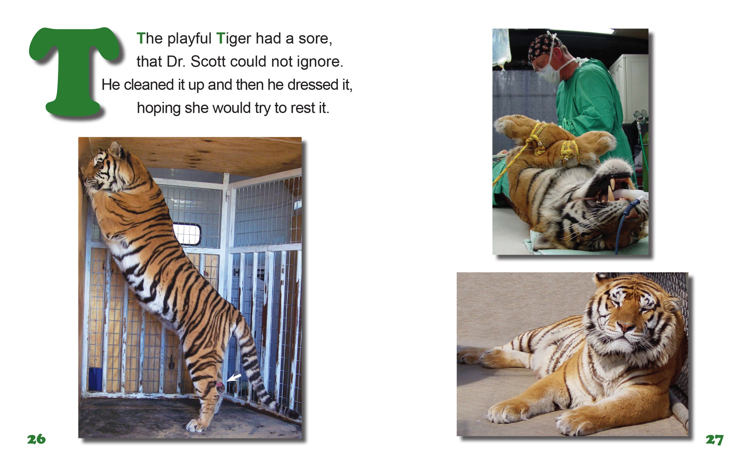 Zoo Vet Alphabet - Etsy