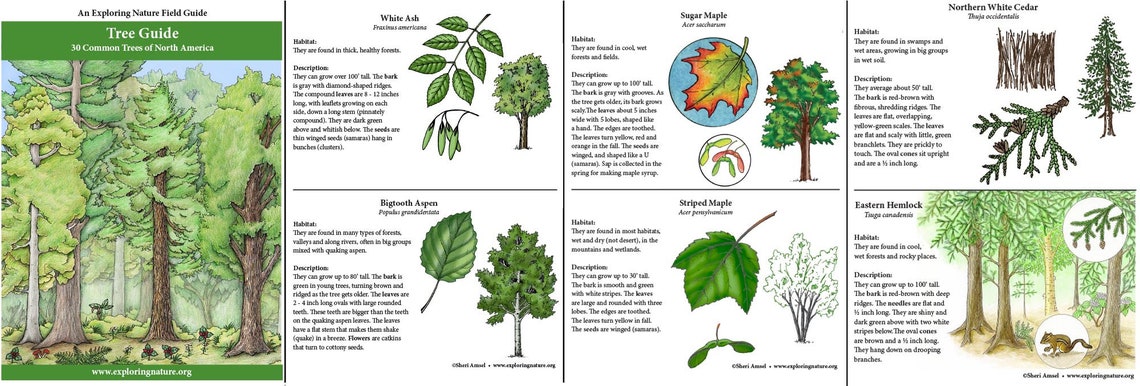 Trees - Diagrams, Activities, Field Guides - Downloadable - Etsy