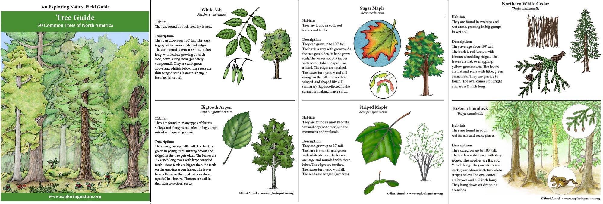 Trees - Diagrams, Activities, Field Guides - Downloadable - Etsy