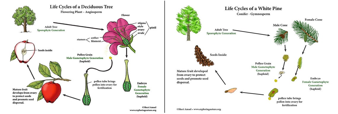 Trees - Diagrams, Activities, Field Guides - Downloadable - Etsy