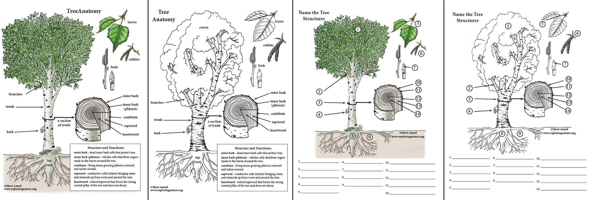 Trees - Diagrams, Activities, Field Guides - Downloadable - Etsy