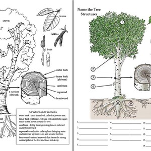 Trees - Diagrams, Activities, Field Guides - Downloadable - Etsy