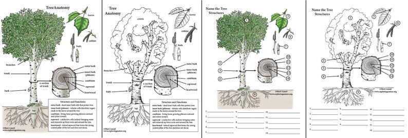 Trees - Diagrams, Activities, Field Guides - Downloadable - Etsy