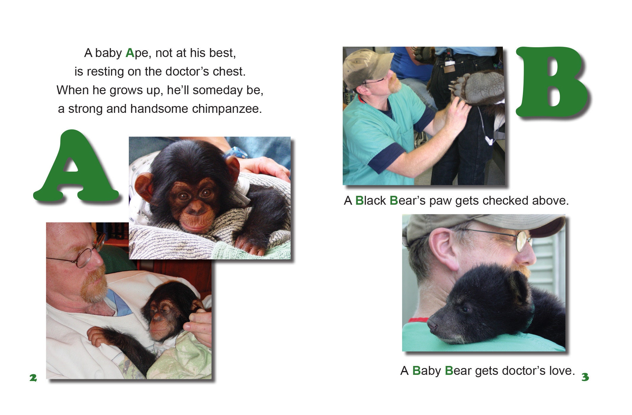 Zoo Vet Alphabet - Etsy