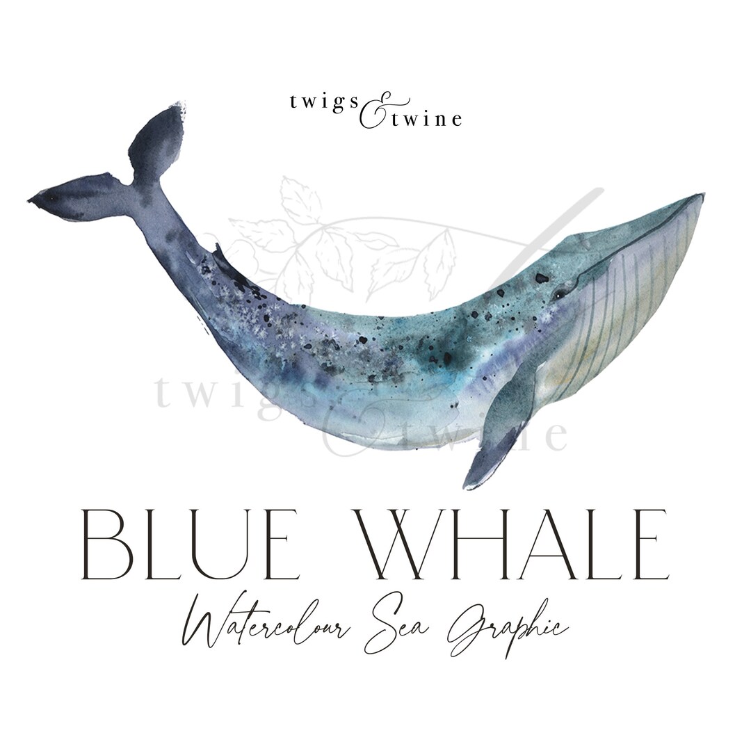 Blue Whale Watercolor Clipart - Hand-painted Graphic Illustration ...