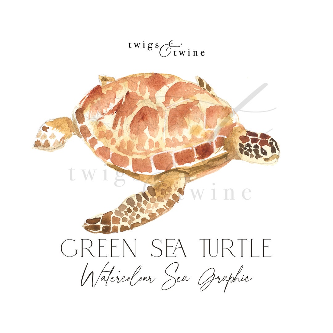 Green Sea Turtle Watercolor Clipart - Hand-painted Graphic Illustration ...
