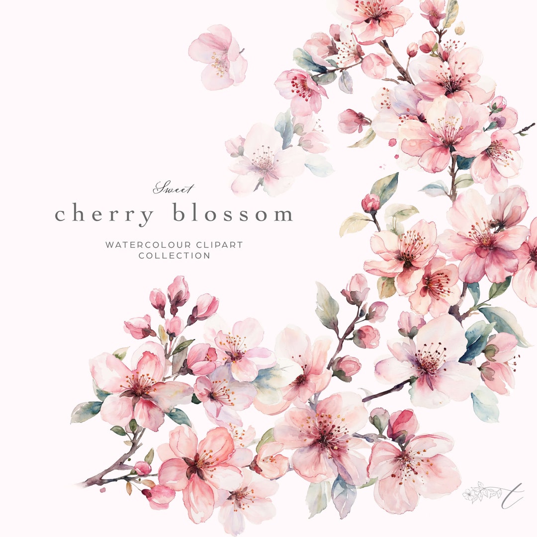 Cherry Blossom Flower Clipart | Spring Floral Graphics | Delicate Pink ...