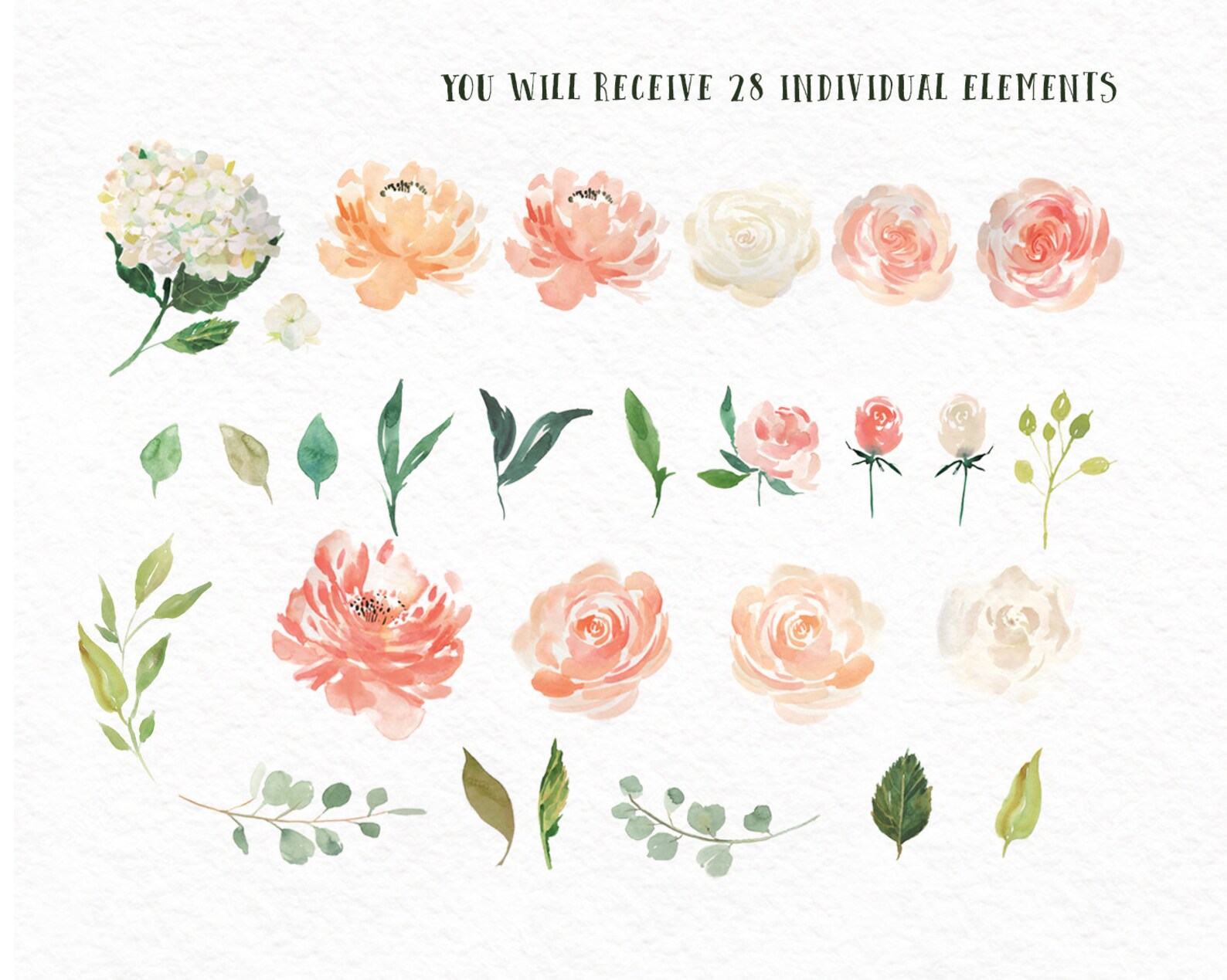 Flower Watercolor Clipart Hand Painted Graphics Peaches and | Etsy