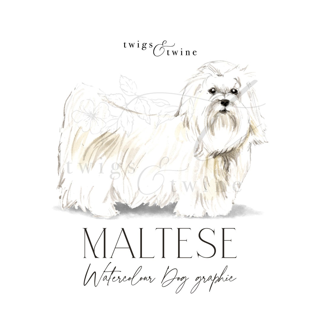 Maltese Watercolor Dog Illustration Graphic - Commercial Use - With and ...