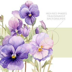 Pansy and Viola Flower Clipart | Vibrant Floral Graphics | Transparent ...
