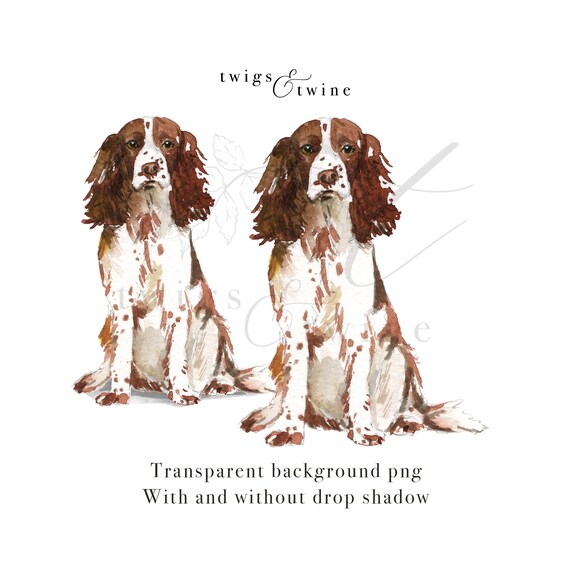 English Springer Spaniel Brown And White
