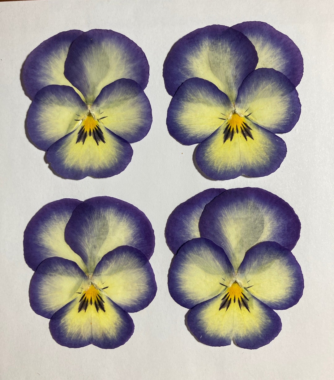 24 Edible Flowers - Ultima Radiance Light Violet Pansy - Perfect ...